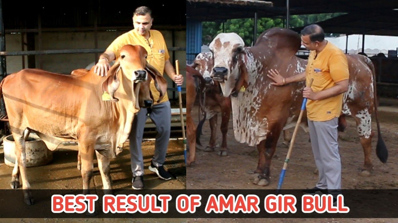 result of amar gir bull || result series 1 || buneshwari & Mangal ️ - YouTube