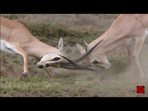 Danger around the corner - YouTube
