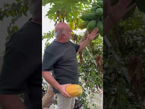 Papaya meyvesi daha önce hiç gördünüz mü tadını bilenler var mı#papaya