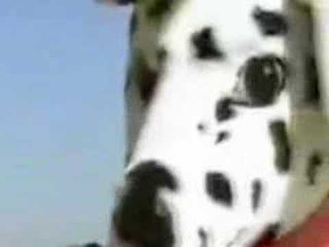 Puppy's Brother Throws US Soldier David Motari!!! - YouTube
