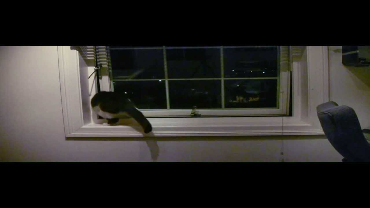 Cat breaking out - YouTube