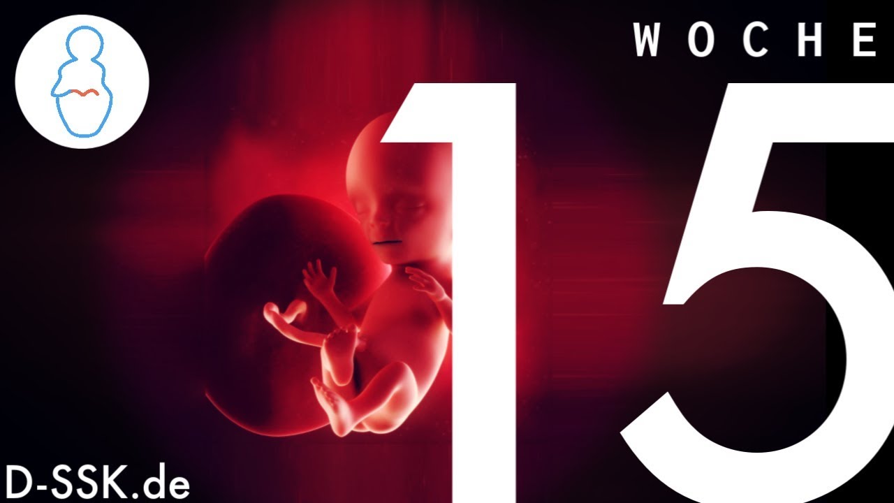 15. SSW / 15. Schwangerschaftswoche D-SSK.de - YouTube