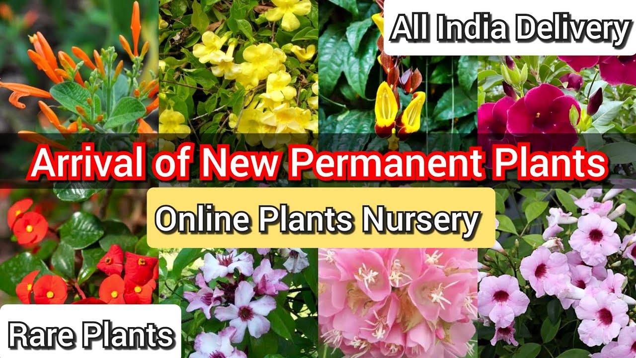 Arrival of New Permanent Flowering Plants, online plants, plants for ...