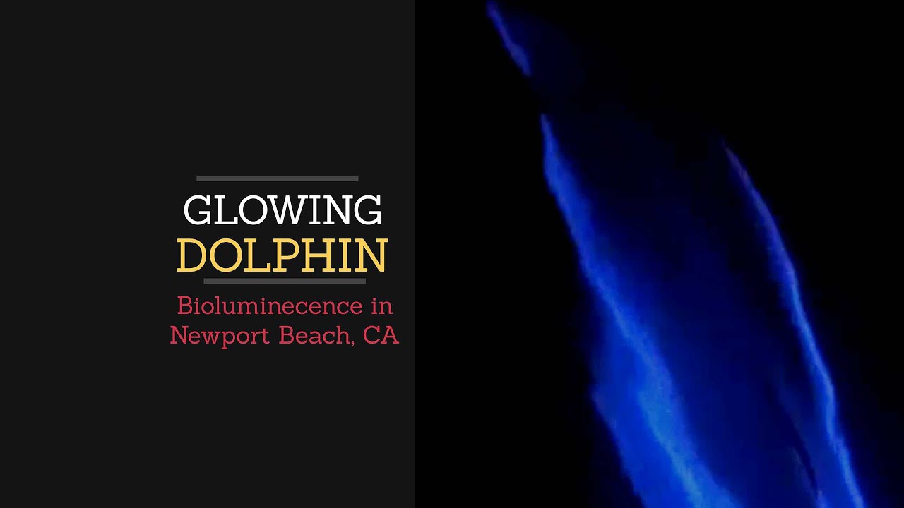 Glowing Dolphins! Dolphins Swim in Bioluminescent Water in Newport ...