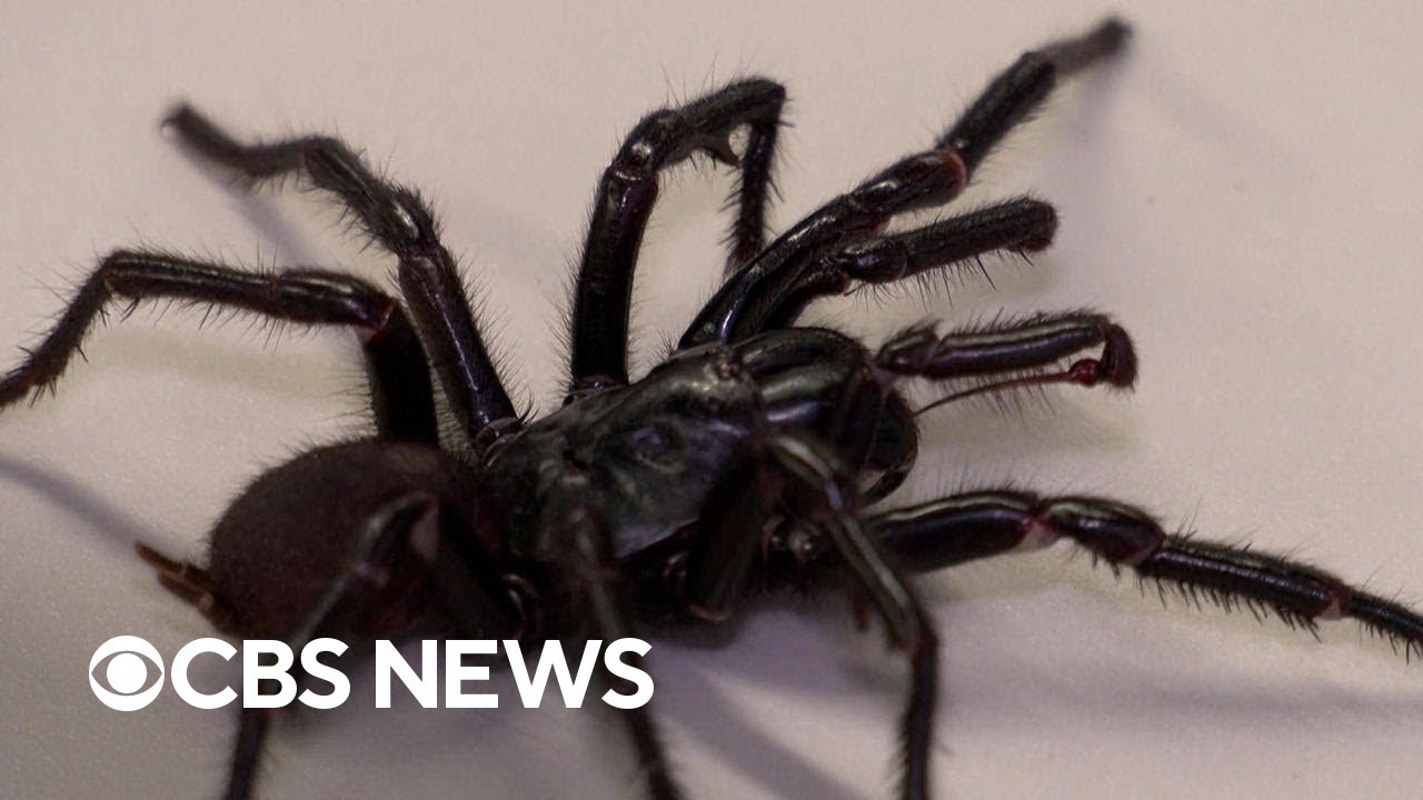Larger, more venomous version of one of world's deadliest spiders ...