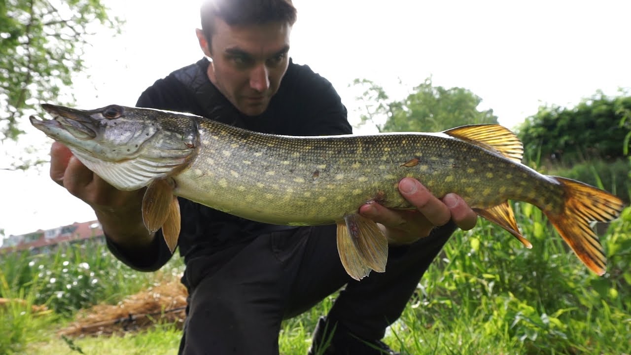 Northern Pike and Perch Canal Fishing The Netherlands - YouTube