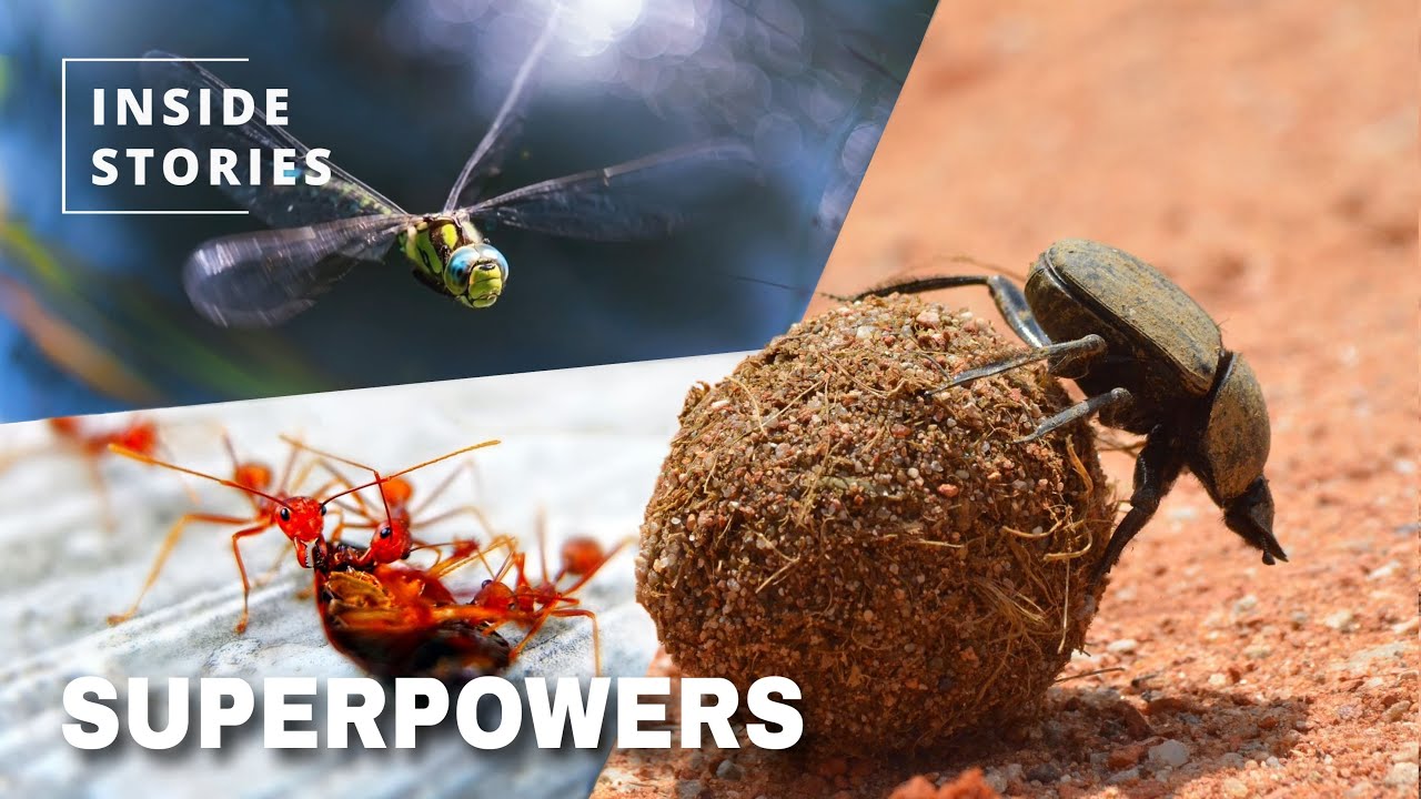 7 Insects With Comic Book-Like Superpowers - YouTube