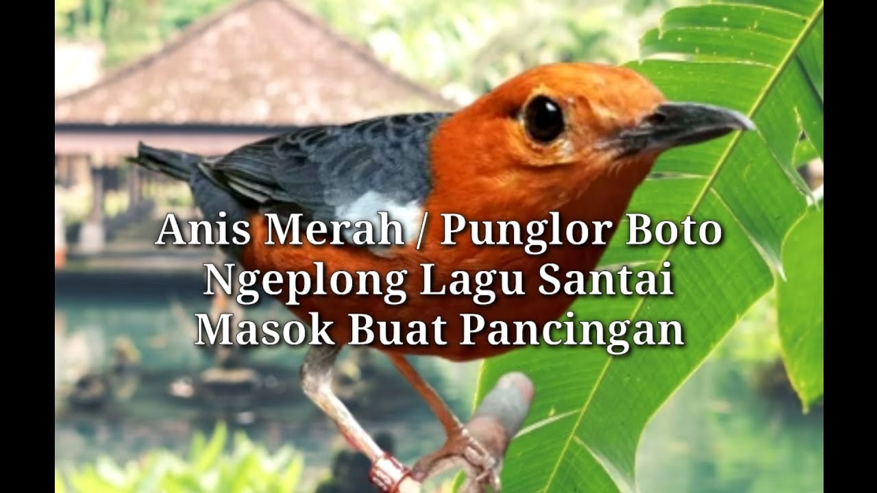 Anis Merah / Punglor Boto Ngeplong Lagu Santai Masok Buat Pancingan ...