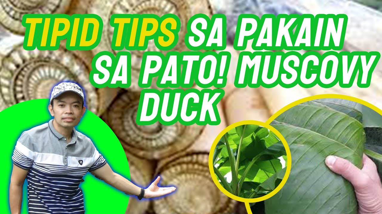 Tipid Tips sa pagkain ng Pato #duckfarming #pato - YouTube