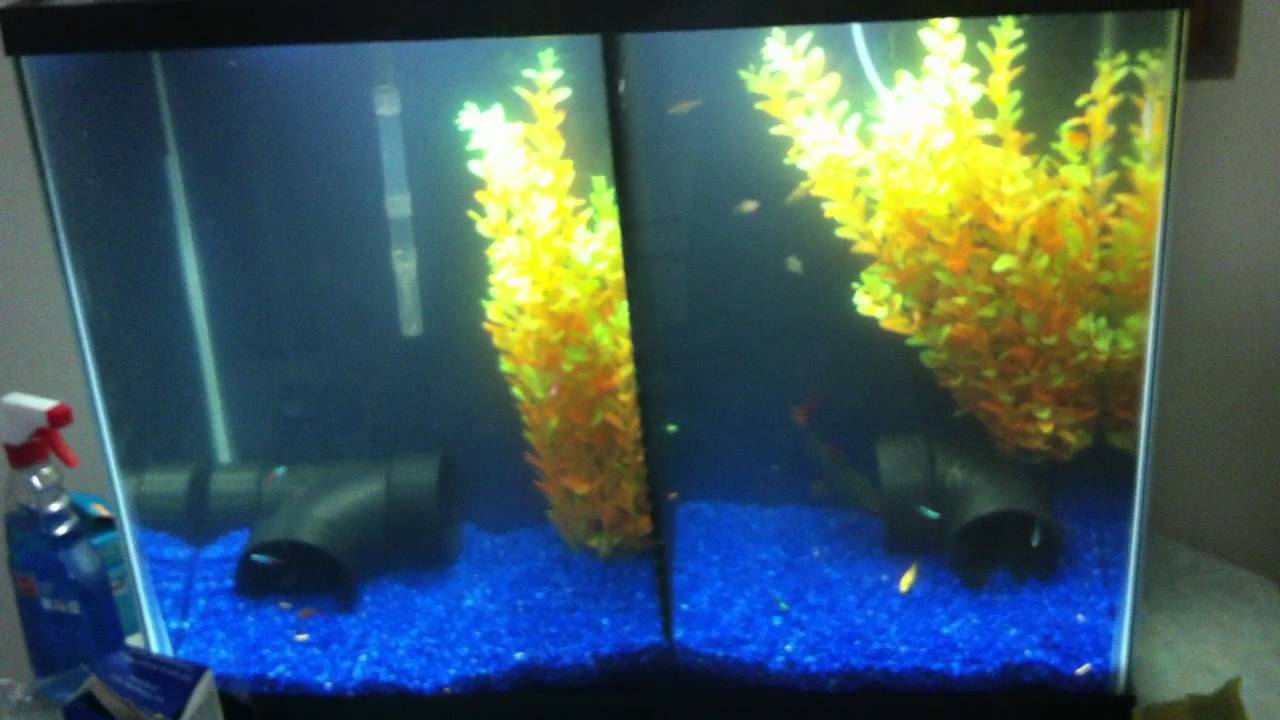 Non community tropical fish tank - YouTube