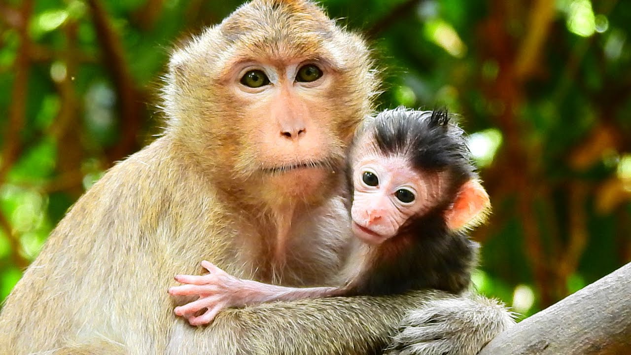 WOW... SO BEAUTIFUL YOUNG MOM ADA AND BABY ADELE. - YouTube