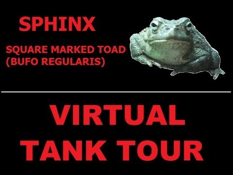 Square Marked Toad - Bufo Regularis - Virtual Tank Tour - YouTube