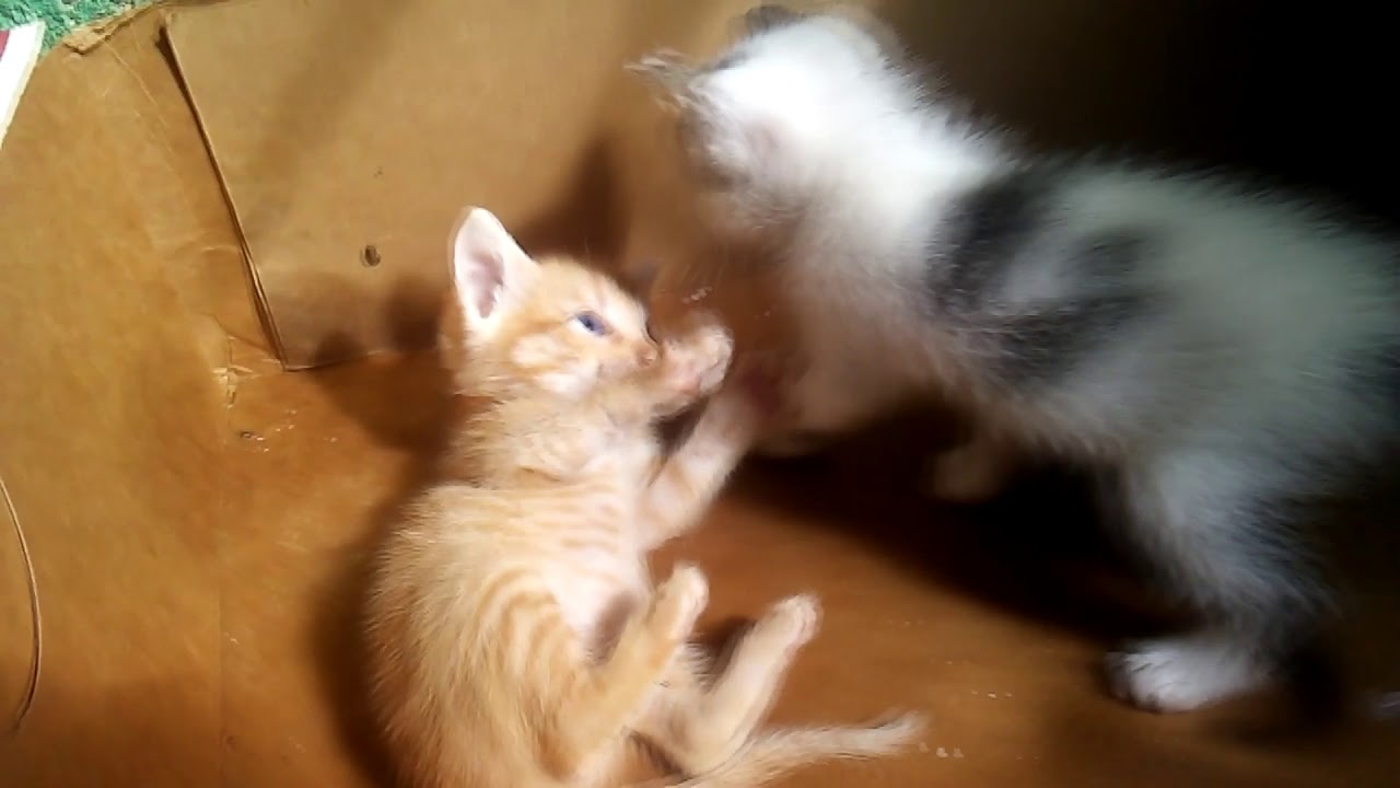 Gatitos peleando con música de Likin Park de fondo. - YouTube