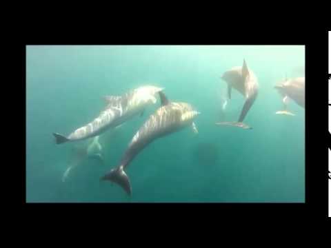 Living on the Edge: Settlement Patterns by the Symbiotic Barnacle ...