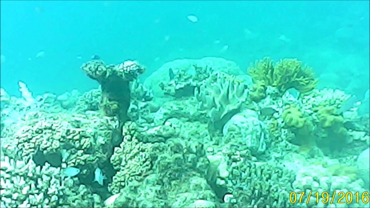 Great Barrier Reef Reel - YouTube