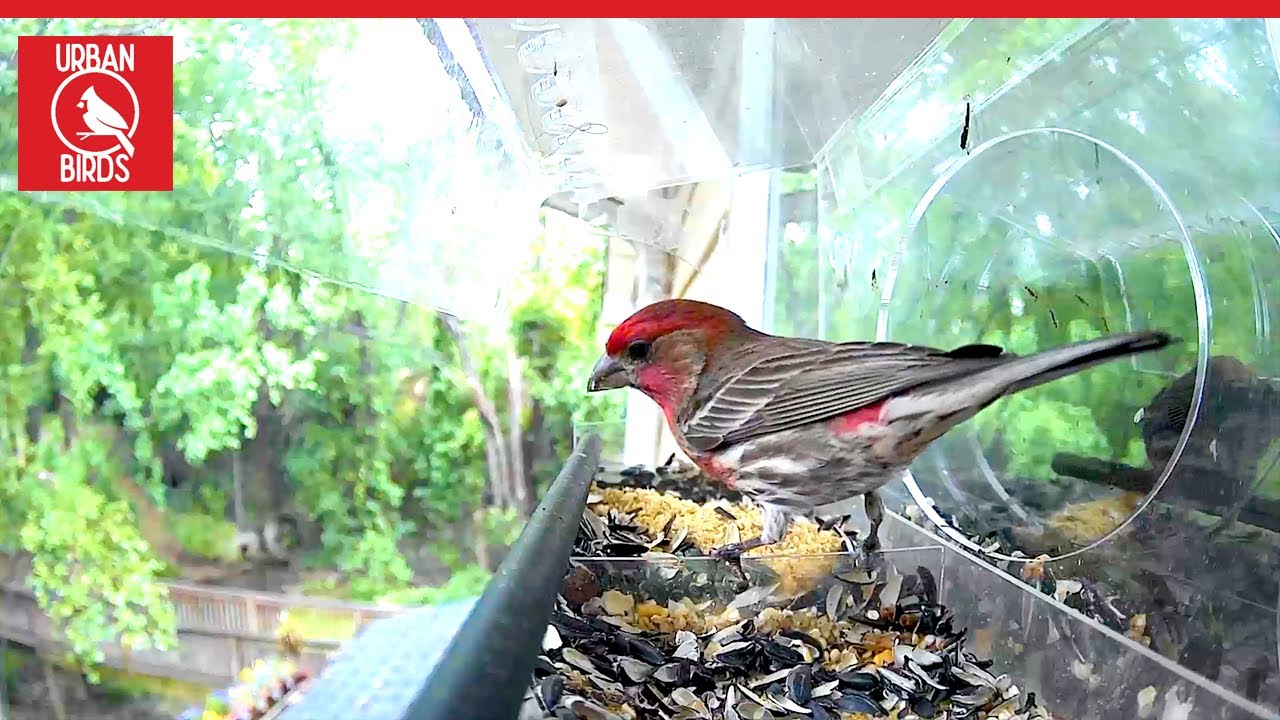 Cardinal Bird Video 🐦 Bird Video 🐦 Finch Bird🕊️ Bird Feeder Camera 🦅 ...