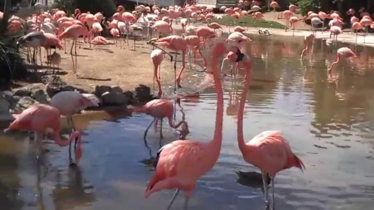 Flamingos at SeaWorld San Diego - YouTube