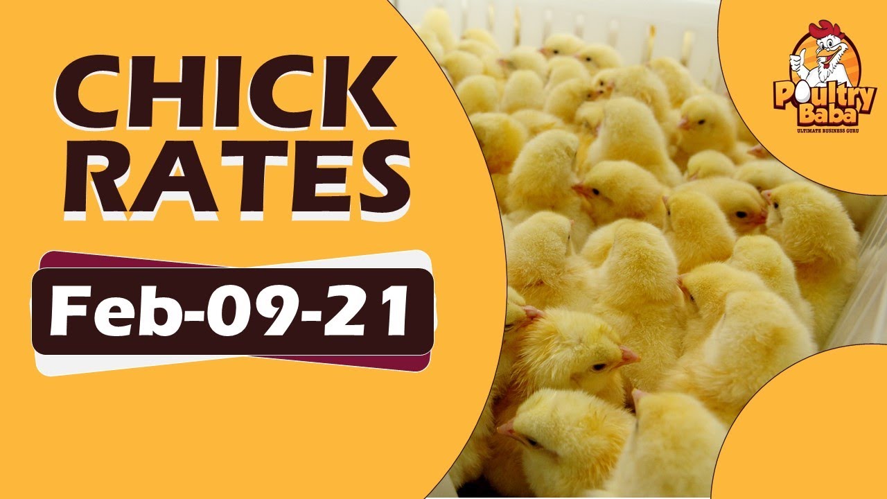 Day old chick rate 09 February 2021 poultry rates Chick prices in ...