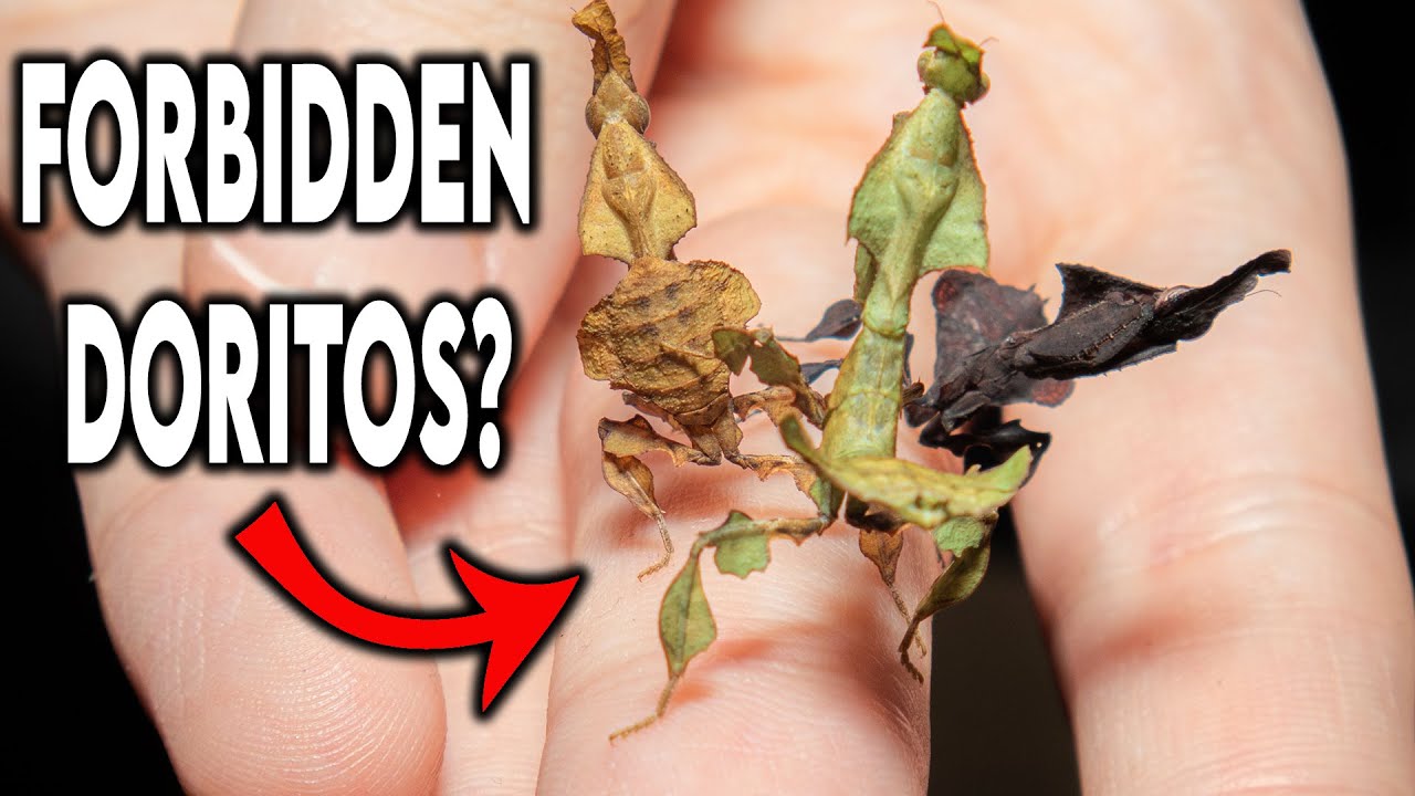 Ghost Mantis cannibalism within my communal... [UPDATES] - YouTube