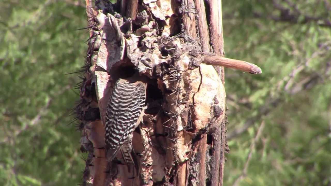 Gila Woodpeckers in Arizona - YouTube