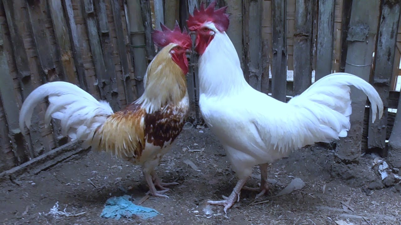 the rooster crows early in the morning 😱 - YouTube
