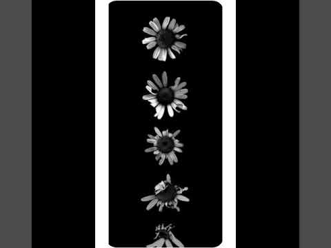 harika cicek fotoğrafları