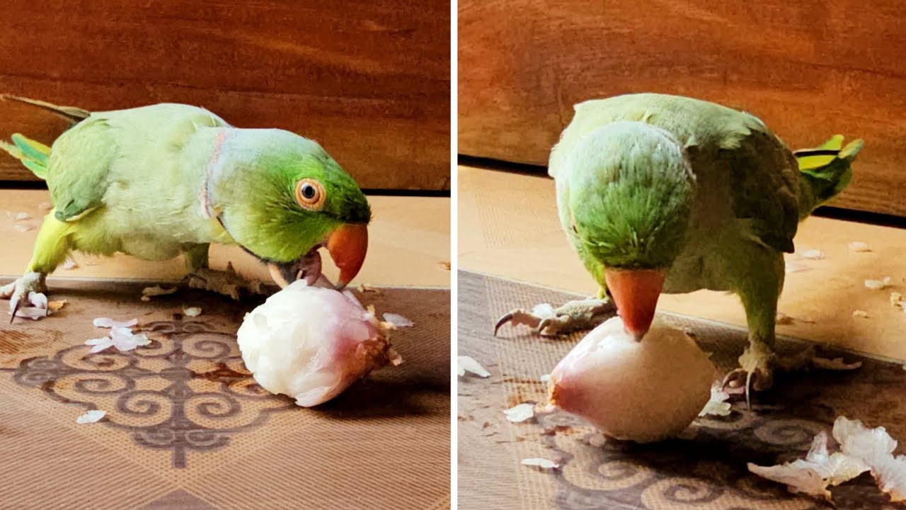 Talking Parrot eating onion | Mithu voices | Talking Parrot out of cage ...