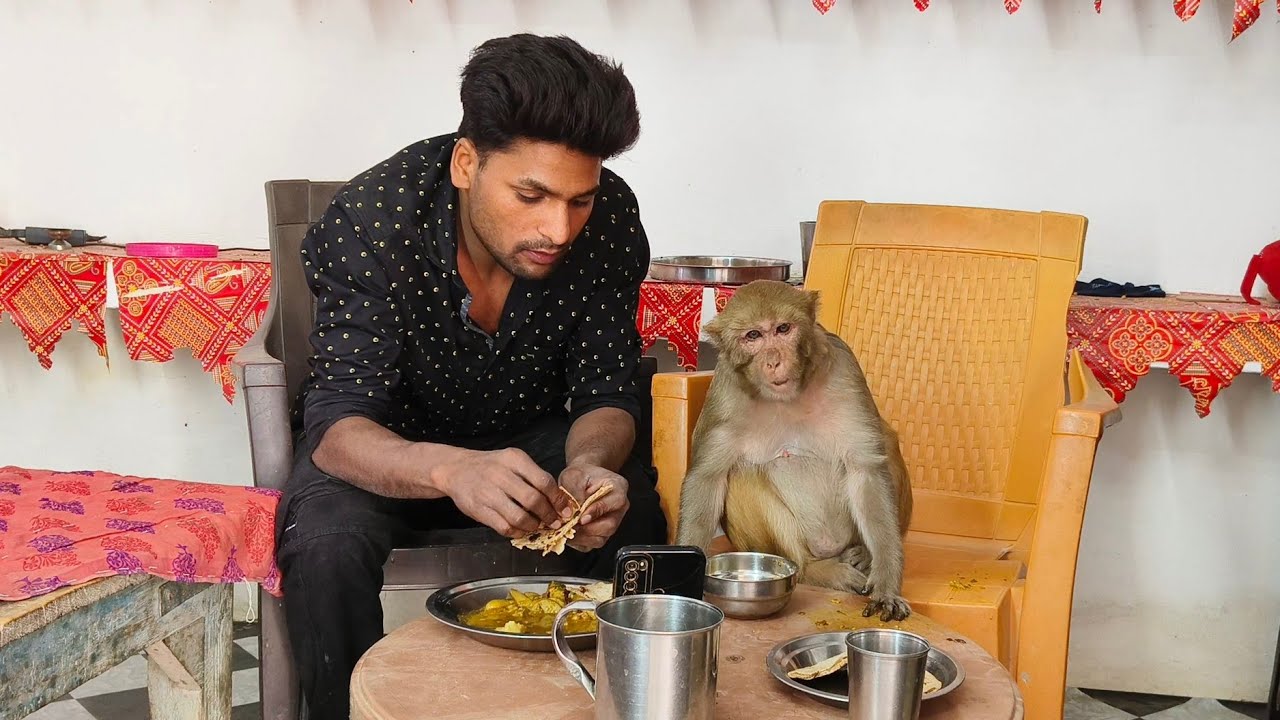 Akash monkey rani Breakfast ।। रानी गोभी की सब्जी कैसे खाती है 😄 ...