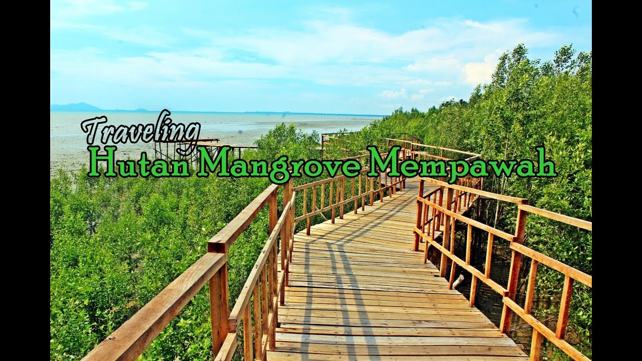 Mempawah Mangrove Forest (Wonderful Indonesia) - YouTube