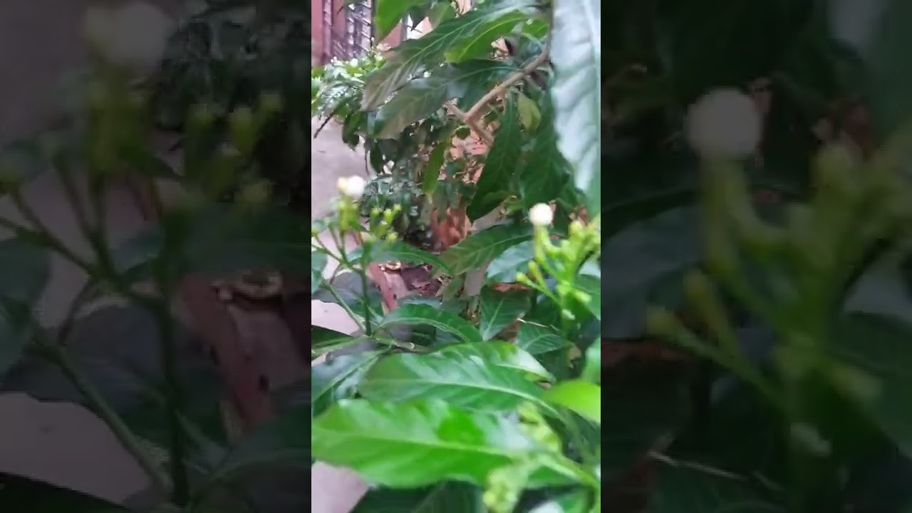 TAGAR PLANT || HOME GARDEN|| - YouTube