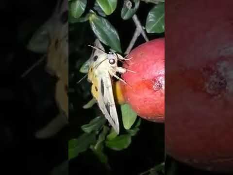How to damage fruit sucking moth in pomegranate - YouTube