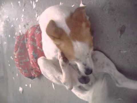 Cachorro se chupando