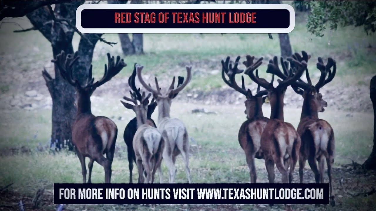 Red Stag of Texas Hunt Lodge - Texas Red Stag Hunt - YouTube