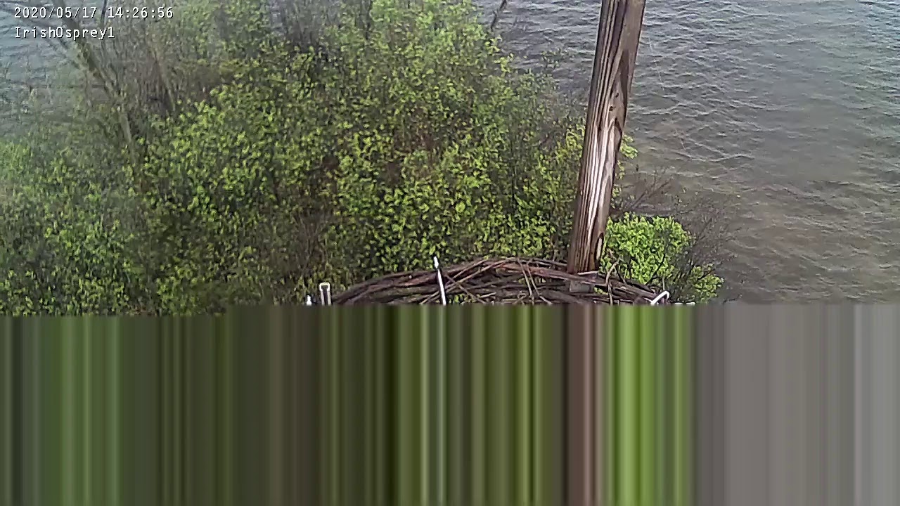 Irish Lake Indiana Osprey Cam Live Stream - YouTube