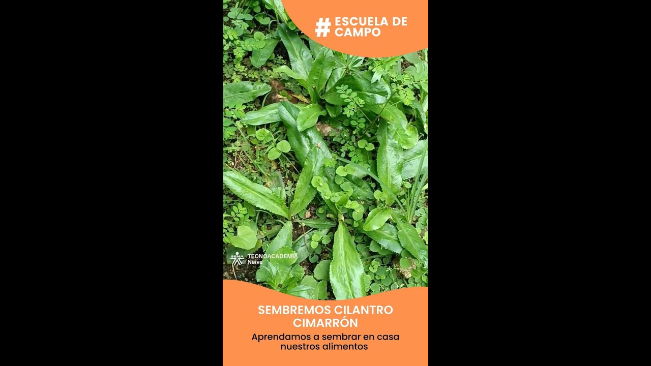 Aprende las propiedades del Cilantro Cimarrón - YouTube