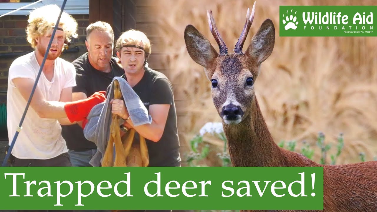 Deer narrowly escapes dog attack in dramatic rescue - YouTube
