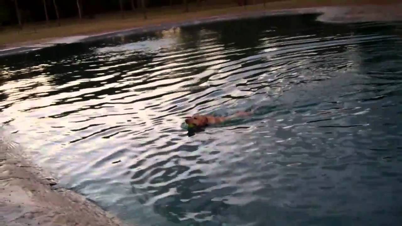 charlie swimming for the ball.MP4 - YouTube