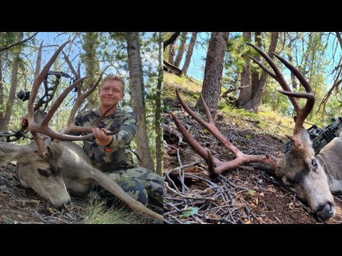 First Mule Deer With A Bow. Solo High Country Hunt - YouTube