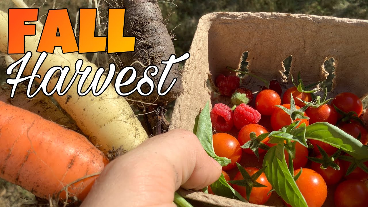 Fall Vegetable Harvest! 🍅 🥬 🥕 Fresh Produce Straight from the Garden ...