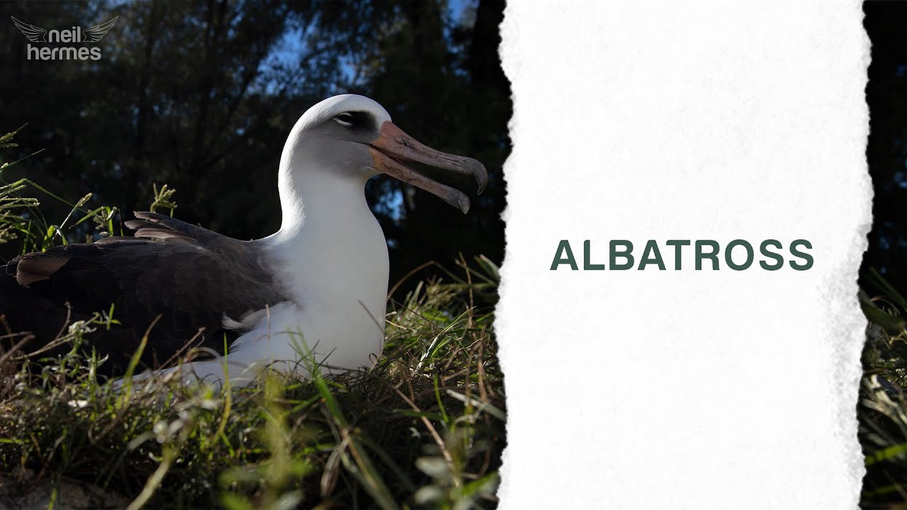 Will Wisdom the Albatross Return in 2021? - YouTube