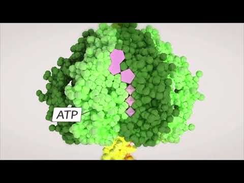 Il mondo del RNA e del ATP dimostrano scientificamente la Creazione Intelligente.
