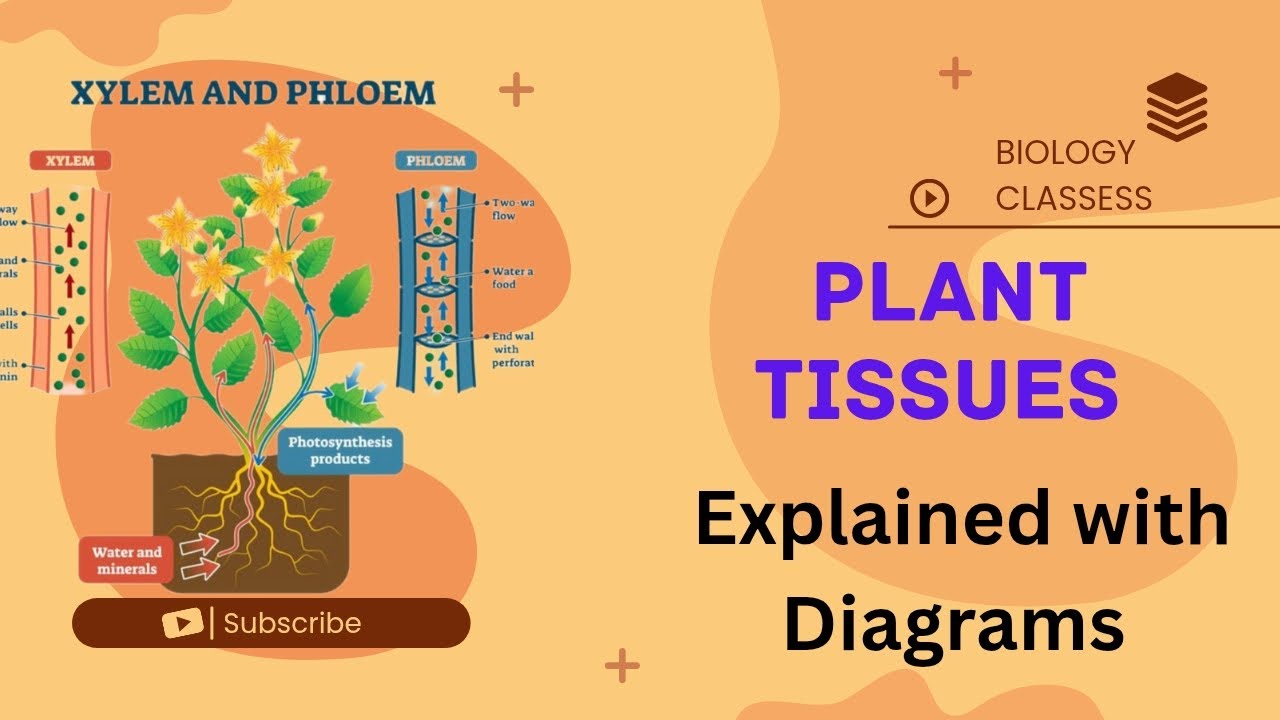 Plant Tissues Explained | Types and Functions | Class 9 Biology - YouTube