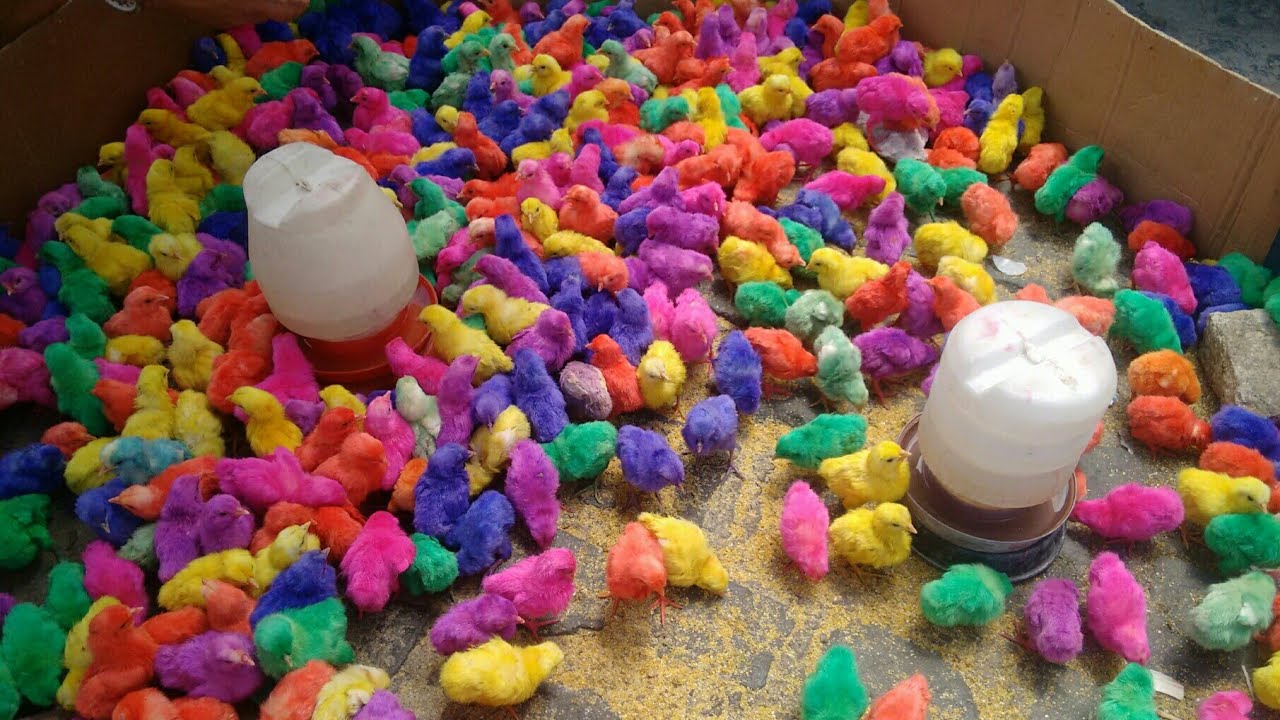 pintinho colorido - depois de quase um ano apareceu de novo na feira ...