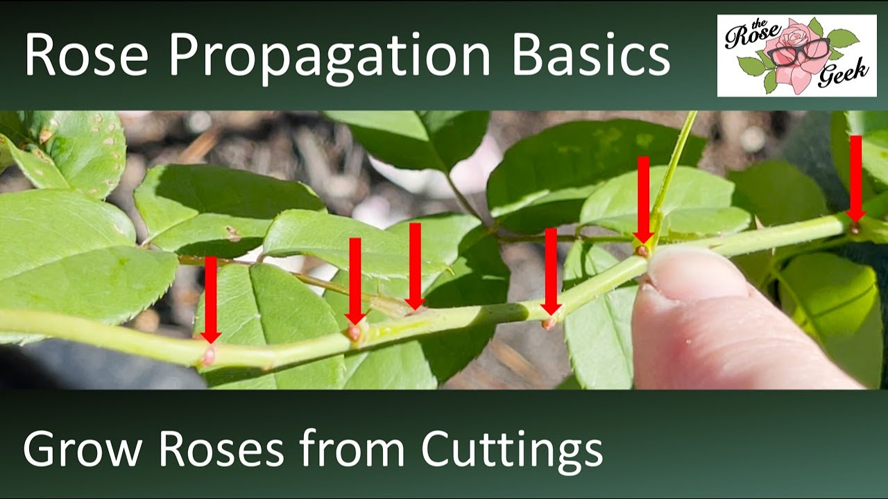 🌹 Propagate Roses from Cuttings // Lessons Learned to Grow Roses from ...