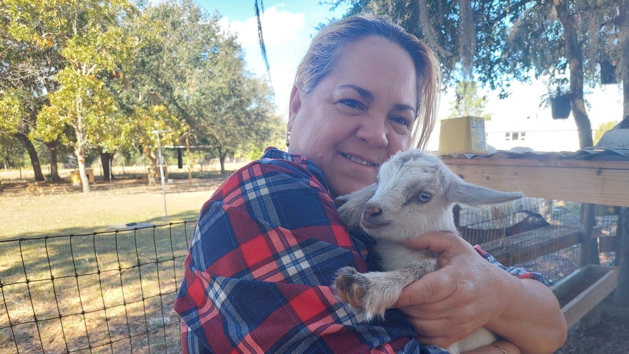 tenemos bebé de chivas o cabras 🐐 en la mini farm y feliz acción de ...