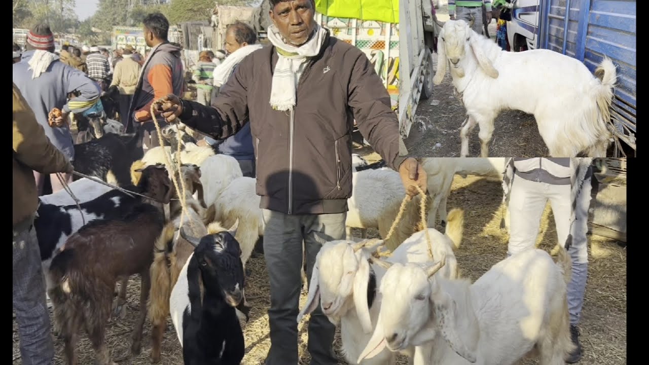 Rajasthan goat market kota Bakra mandi live updet cover with price 14 ...