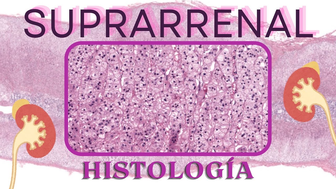 Histología de la Suprarrenal - YouTube