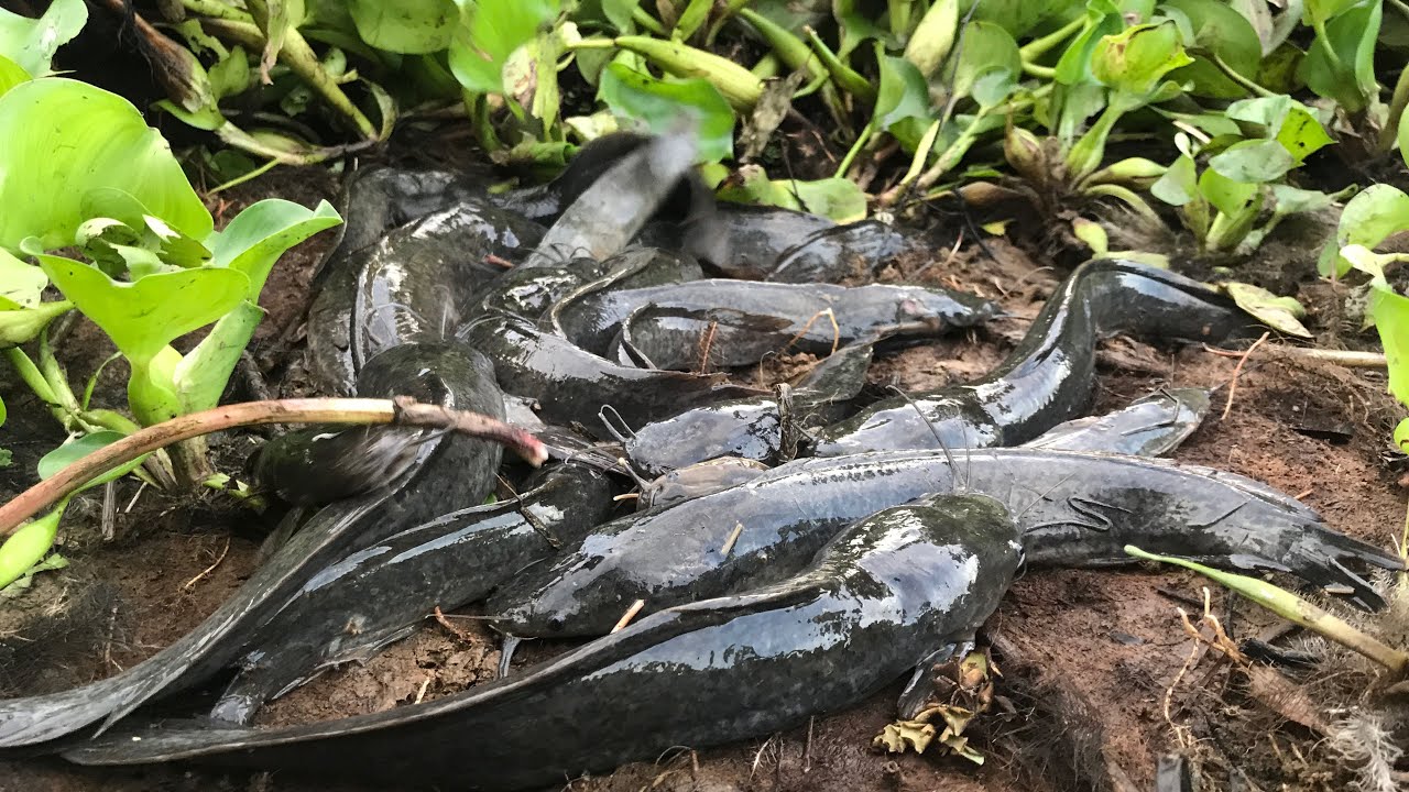 WOW‘UNBELIEVABLE’ hand fishing a fisherman catch catfish by hands ...