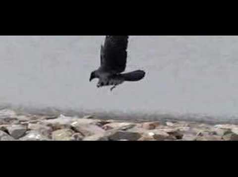 Crow landing EX-F1 600 fps