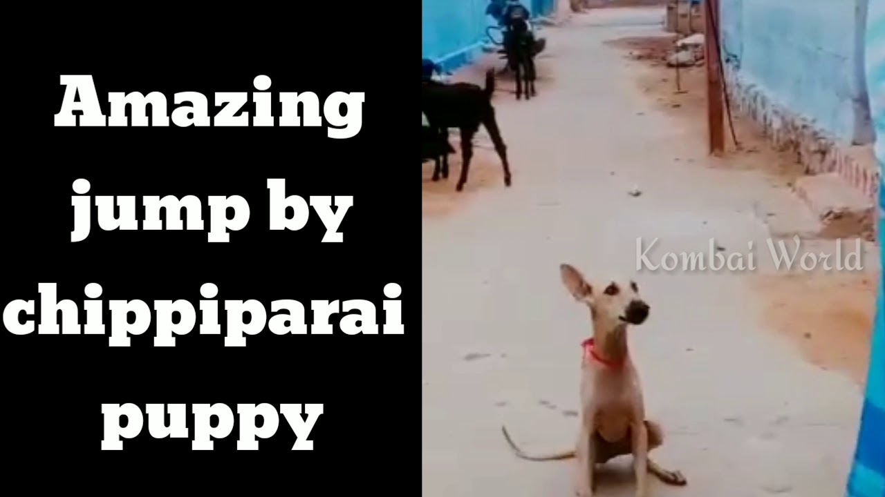 Chippiparai puppy amazing jump | kanni dog | Tamilnadu native dog ...
